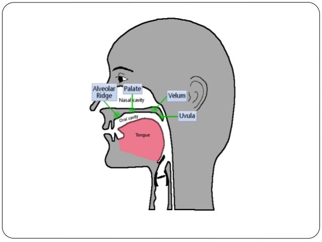 Ipa transcription practice 5th lecture