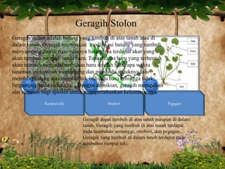 IPA Vegetatif Alami SUKSESS pelajaran kelas 7.pptx