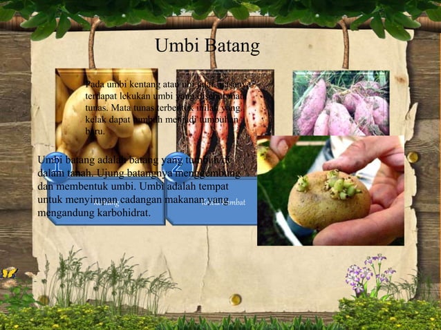 IPA Vegetatif Alami SUKSESS pelajaran kelas 7.pptx