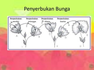 IPA VI Perkembangbiakan Tumbuhan | PPTX