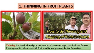 Improvement in flowering & fruiting in fruit plants.pptx
