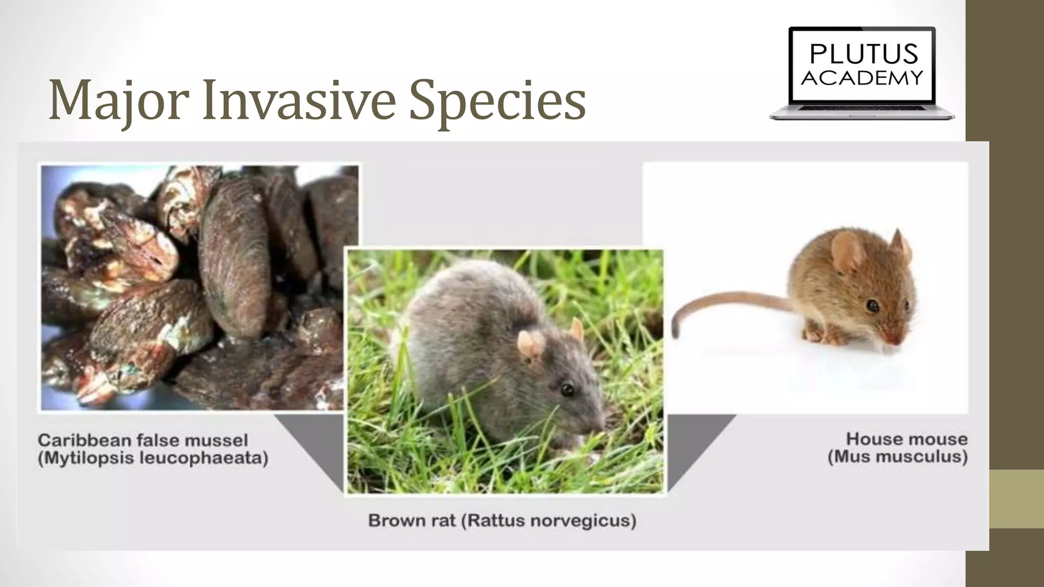 IPBES Invasive Alien Species Assessment.pptx