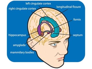 Ipc and the brain | PPTX