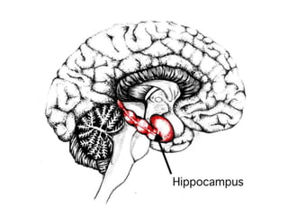 Ipc and the brain | PPTX