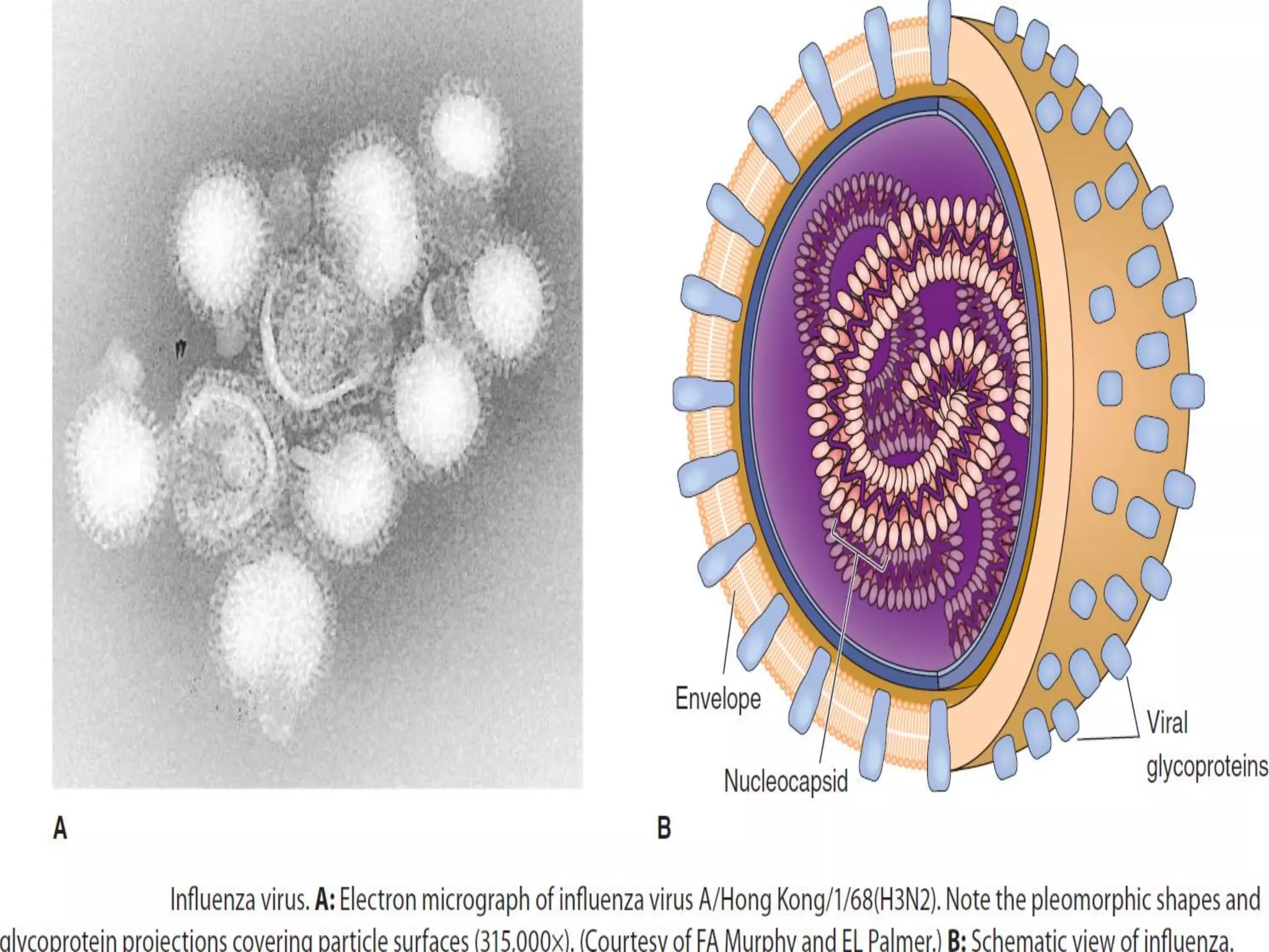 Orthomycovirus influenza viruses | PDF