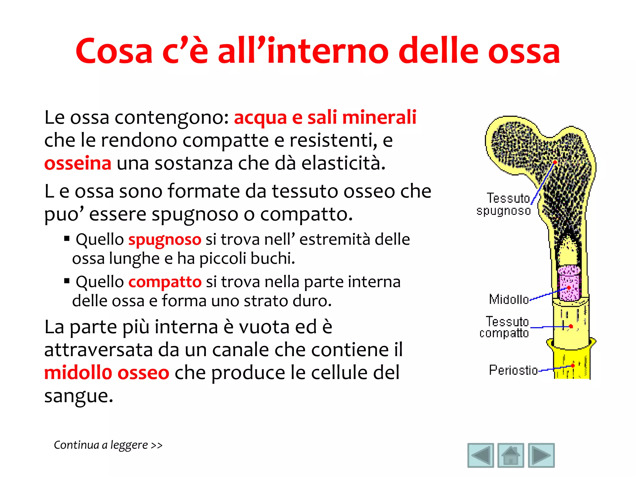 Il corpo umano | PPSX