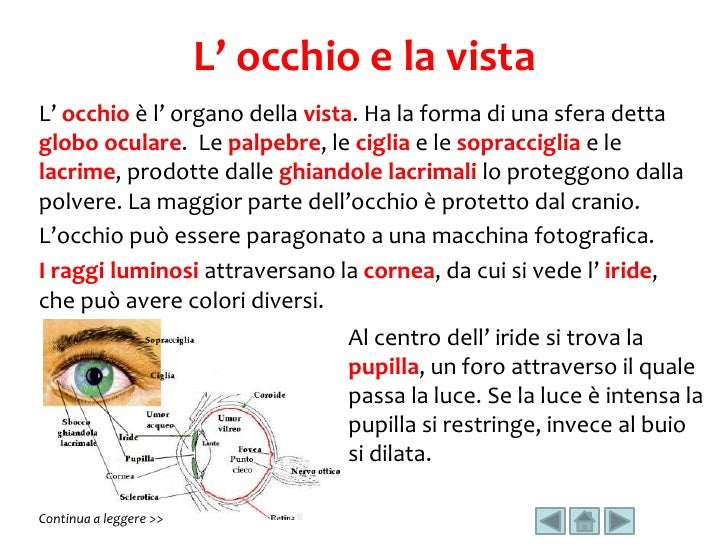 Organi Di Senso Vista E Udito - gaserawen.over-blog.com