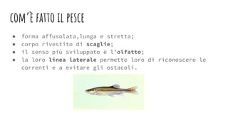 I pesci | PDF
