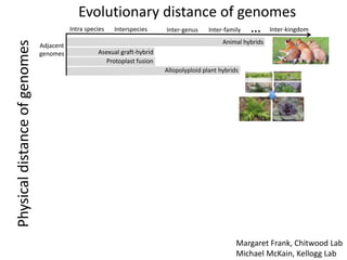 Rootstocks: the other half of the shoot phenotype and heterosis ...