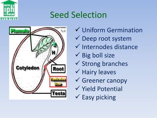 Cotton Cultivation Practices in Maharashtra | PDF
