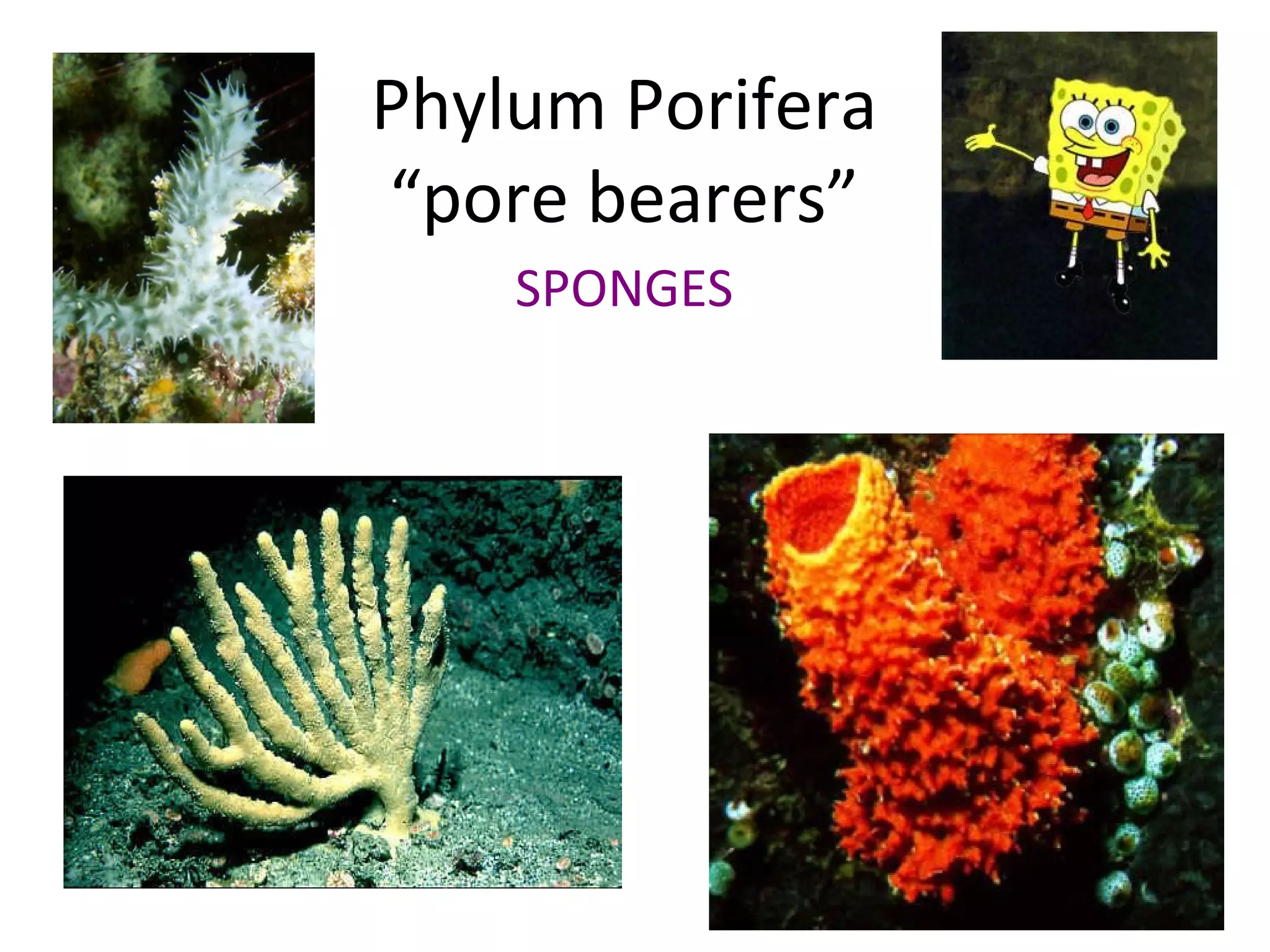 kingdom animalia & phylum porifera | PPT