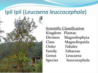 IpilipiL SKDAIU DLADIAJ WODIU AIUWDNOAUPCNE | PPT