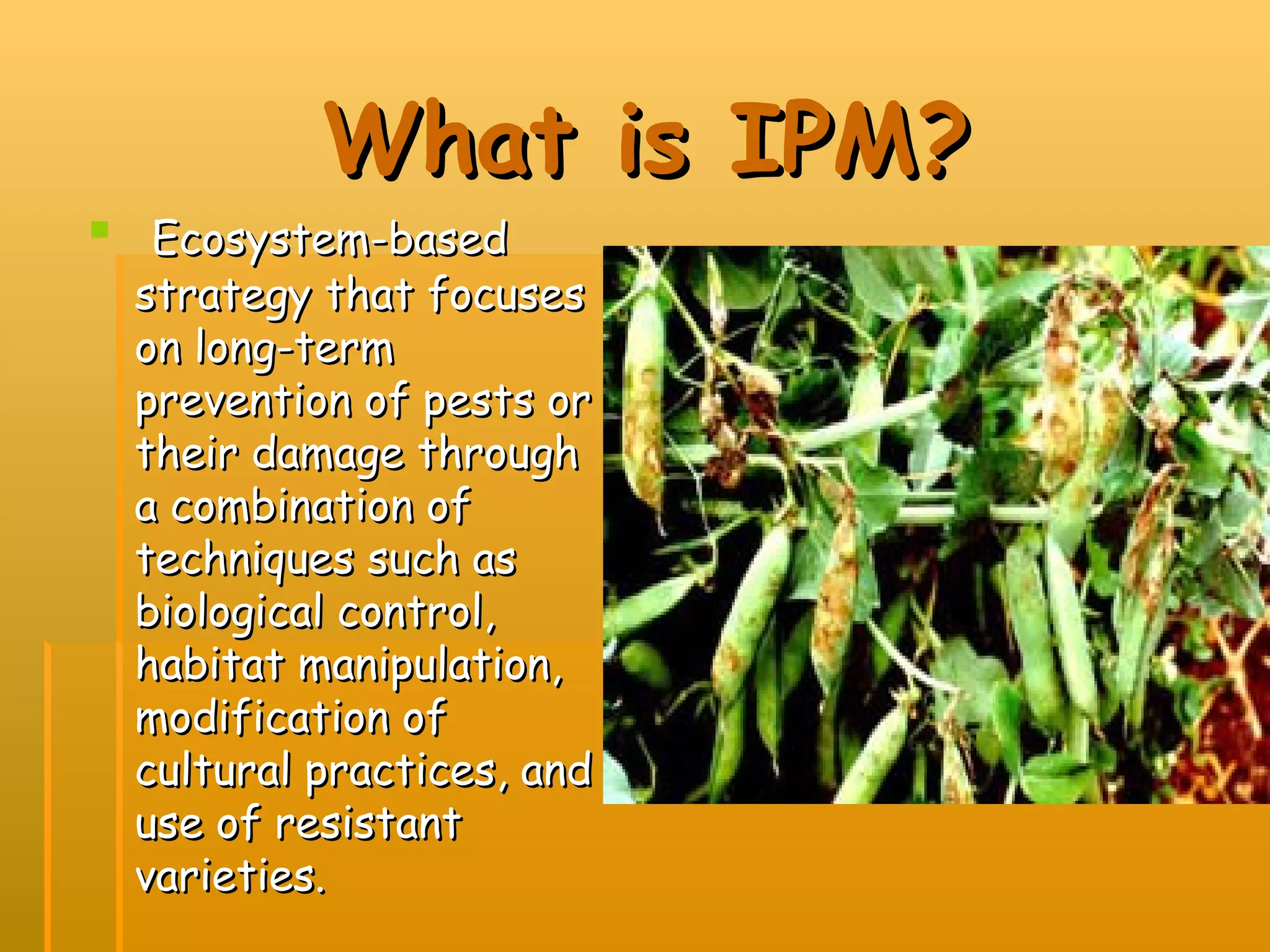 Ipm | PPT
