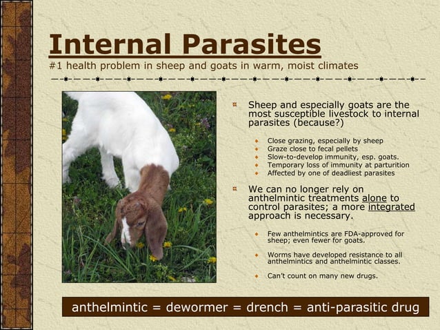Integrated parasite management (IPM) in small ruminants | PPTX | Digestive Disorders | Diseases ...