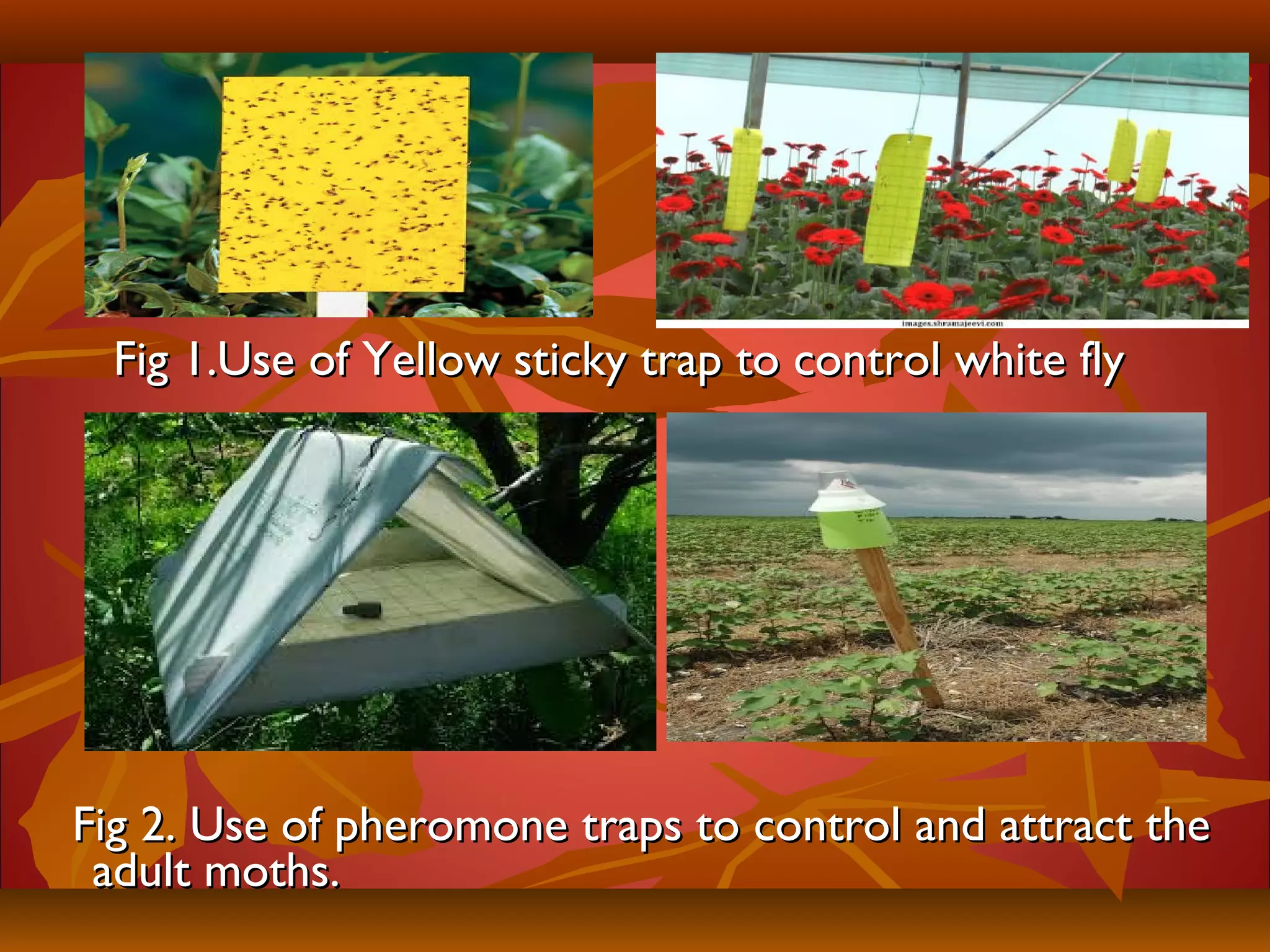 Integrated pest management of Floriculture | PPT