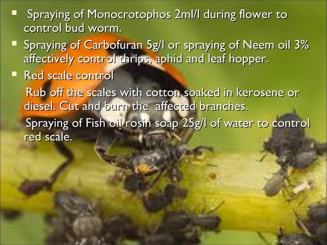 Integrated pest management of Floriculture | PPT | Agriculture | Industries