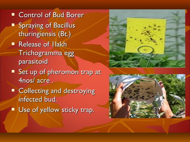 Integrated pest management of Floriculture | PPT | Agriculture | Industries