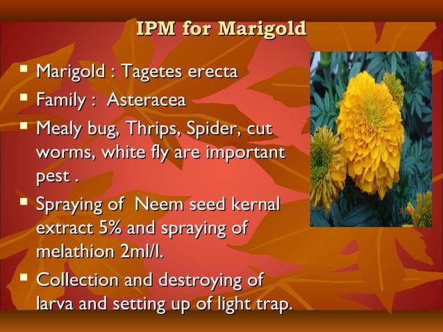 Integrated pest management of Floriculture | PPT | Agriculture | Industries