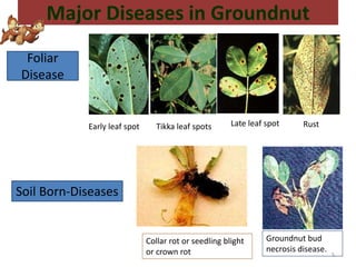 IPM Groundnut project proposal one .pptx