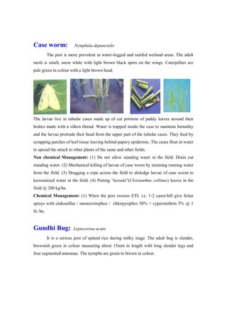 Ipm idm sri_paddy | PDF