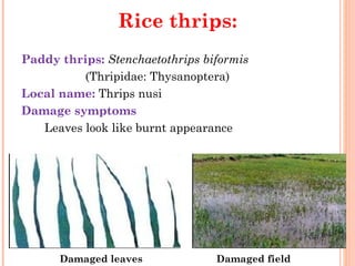Thrips Damage In Rice