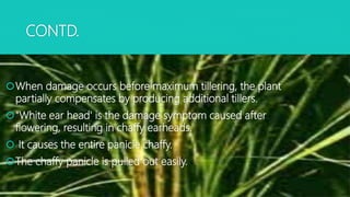 Ipm in rice | PPTX
