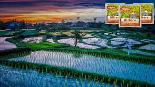 Ipm in rice | PPTX