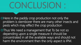 Ipm in rice | PPTX