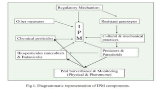 Ipm in rice | PPTX