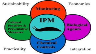 Ipm in rice | PPTX