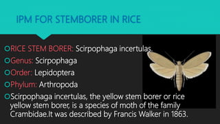 Ipm in rice | PPTX
