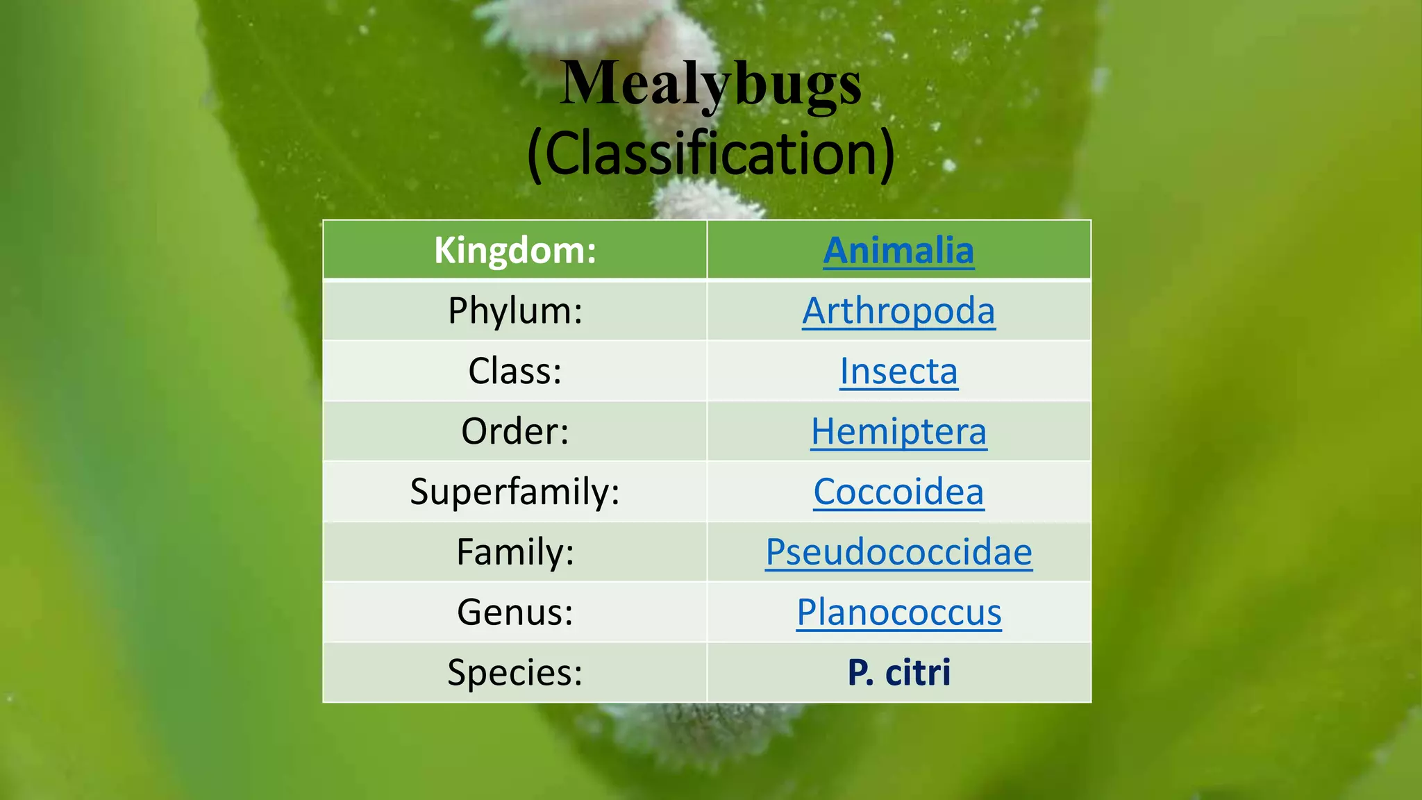Mealybugs | PPTX