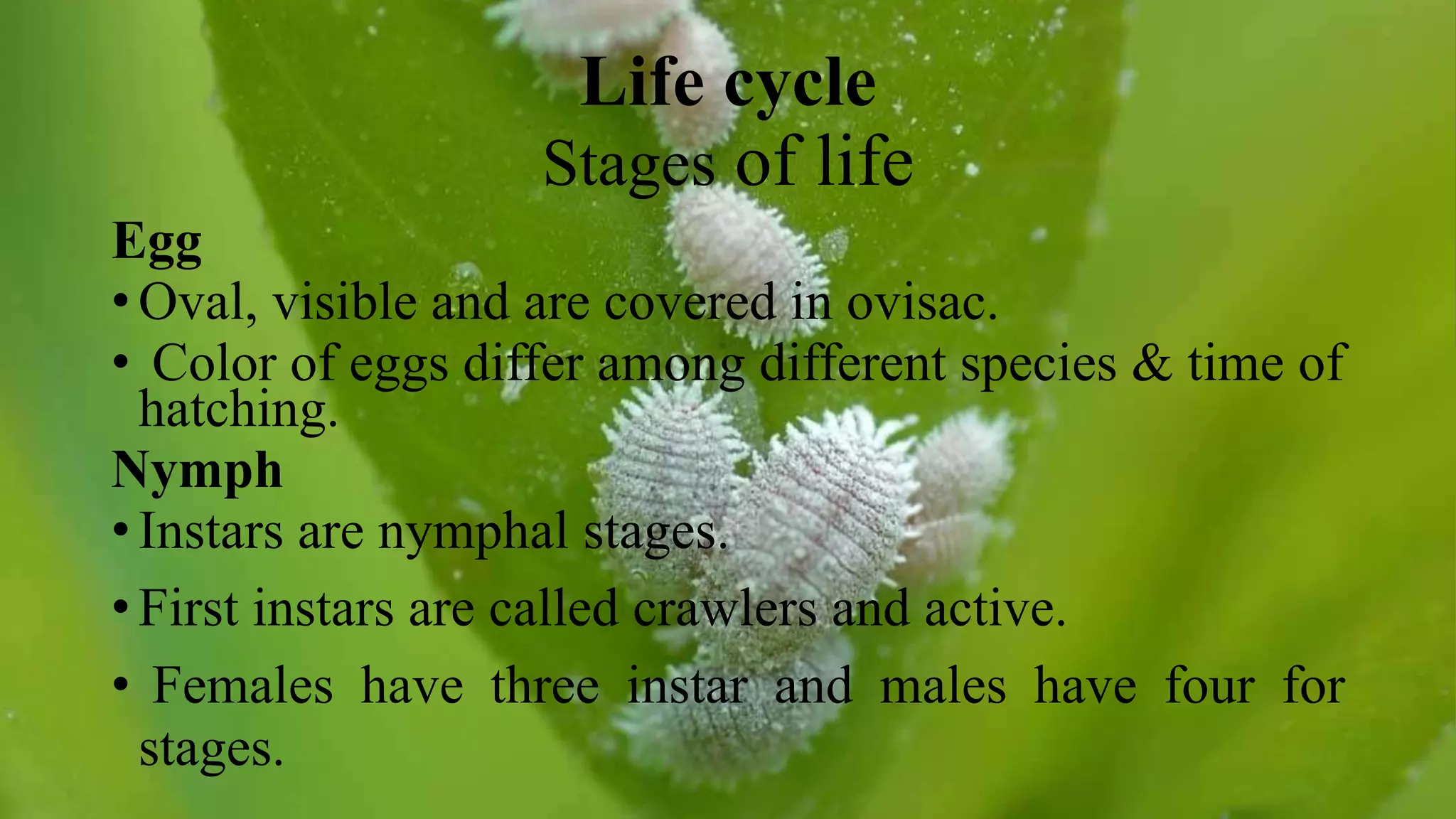 Mealybugs | PPTX