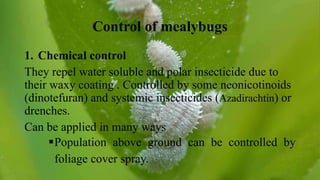 Mealybugs | PPTX