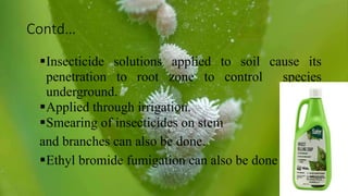 Mealybugs | PPTX