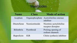 Mealybugs | PPTX