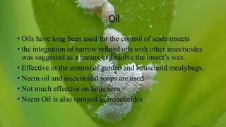 Mealybugs | PPTX