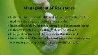 Mealybugs | PPTX