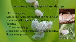 Mealybugs | PPTX