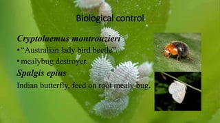 Mealybug Destroyer Life Cycle