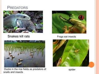 IPM - Integrated Pest management | PPTX