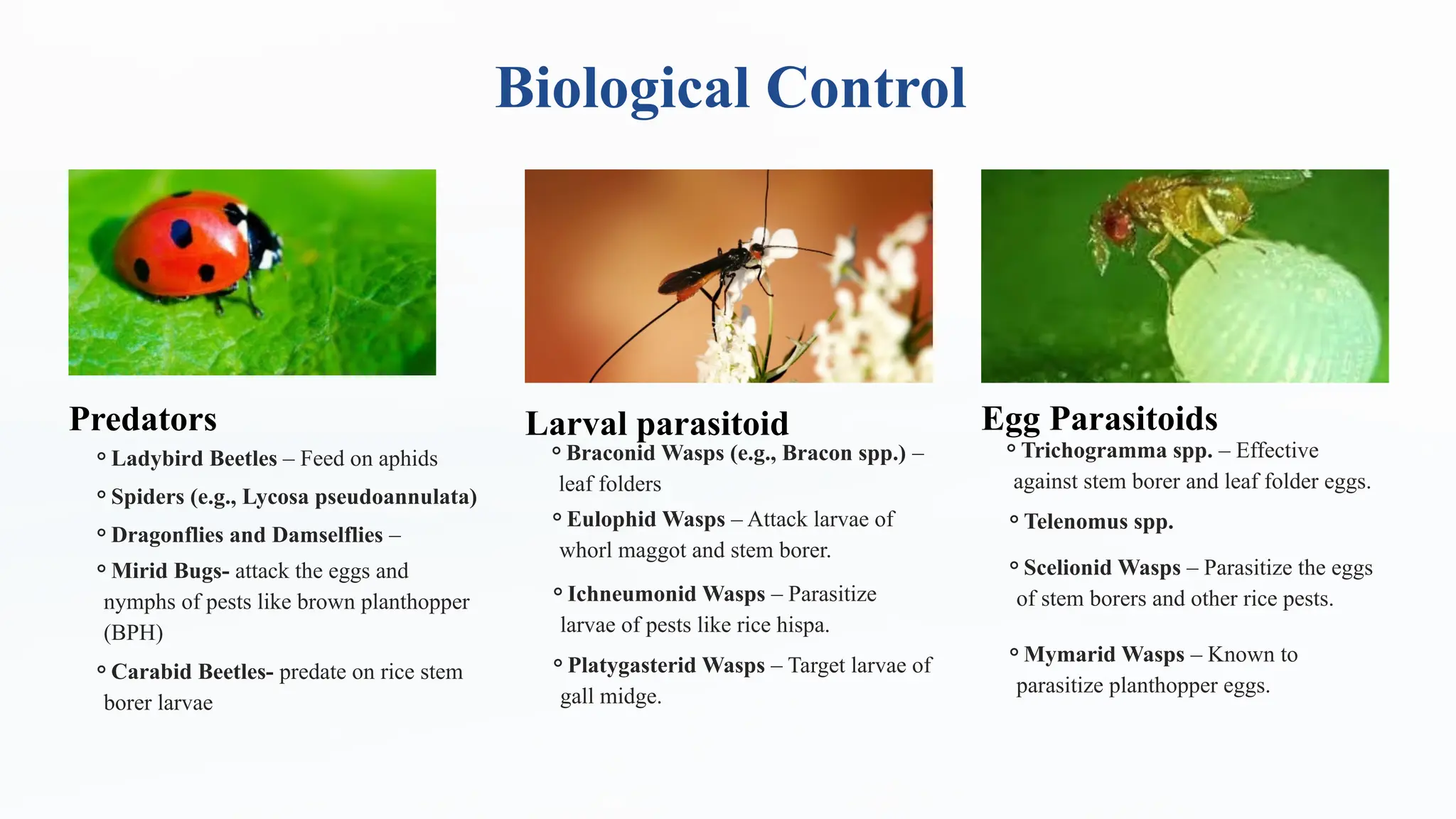 Integrated Pest Management(IPM) on Rice.pptx