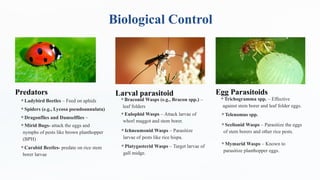 Integrated Pest Management(IPM) on Rice.pptx