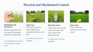 Integrated Pest Management(IPM) on Rice.pptx