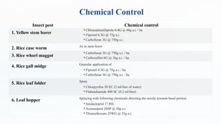 Integrated Pest Management(IPM) on Rice.pptx