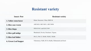Integrated Pest Management(IPM) on Rice.pptx