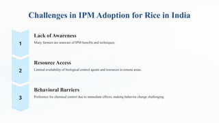 Integrated Pest Management(IPM) on Rice.pptx
