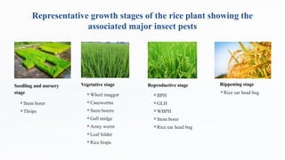 Integrated Pest Management(IPM) on Rice.pptx