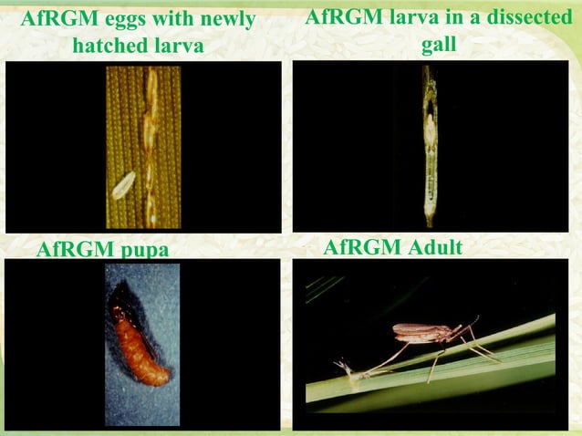 Integrated Pest management in rice base cropping system | PPT