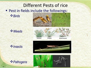 Integrated Pest management in rice base cropping system | PPT